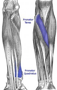 Chief pronator of the forearm - Anatomy MCQ « PG Blazer